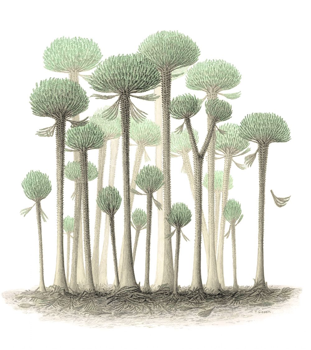Primordial Fossils of Earth's 1st Trees Reveal Their Bizarre Structure ...