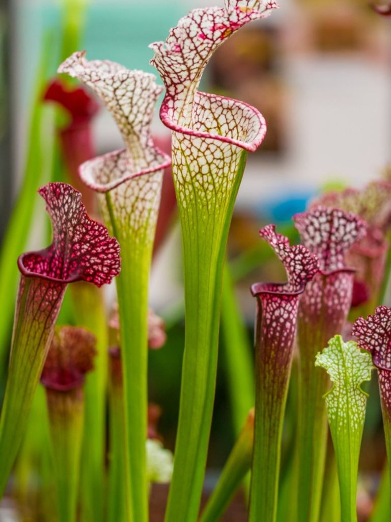 Pitcher Plant Problems - Common Pests And Diseases Of Pitcher Plant ...