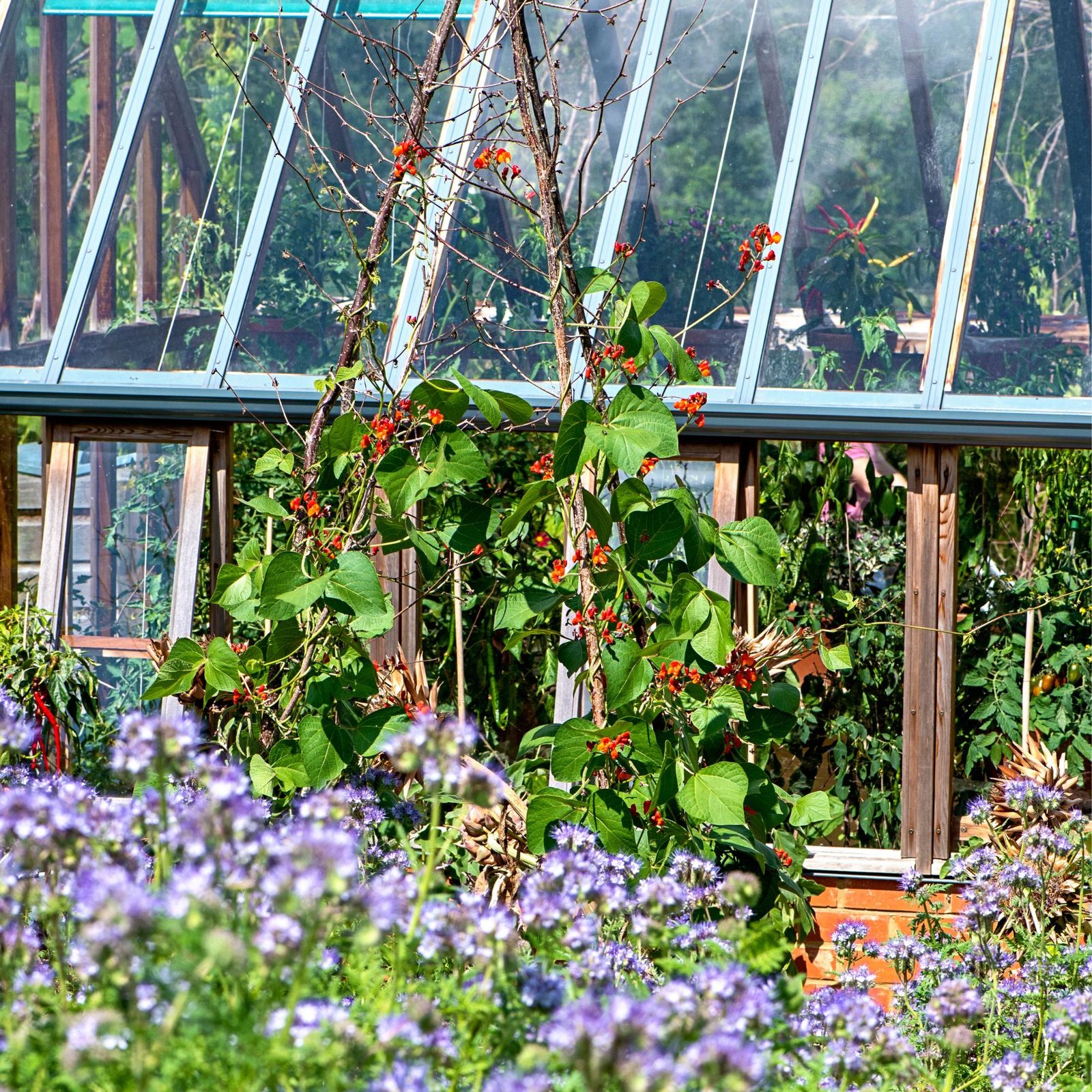 Edimentals: 9 pretty vegetables to grow in flower beds | Ideal Home