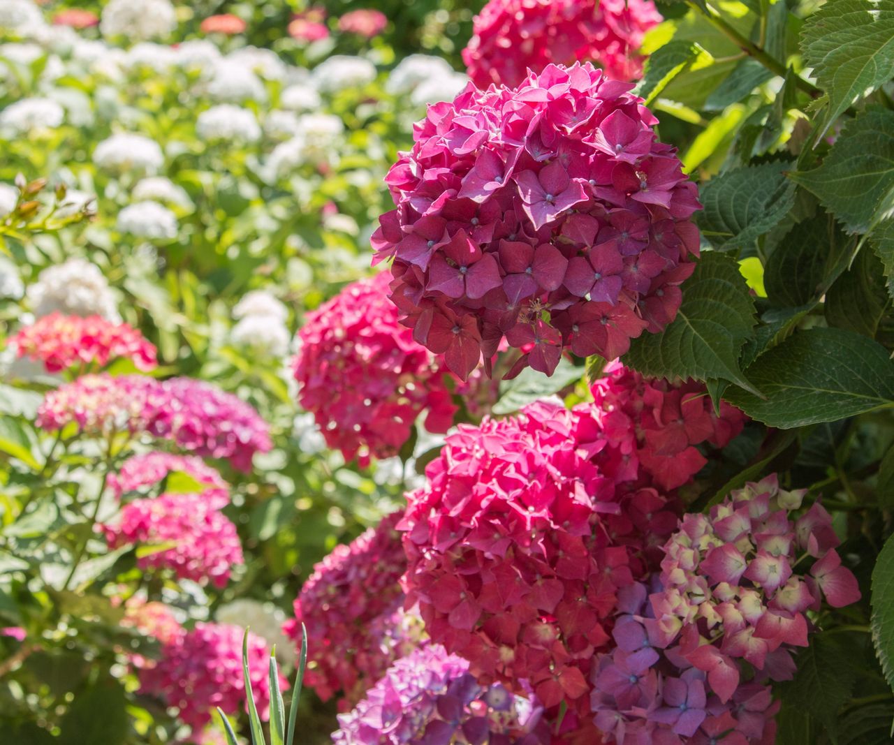 Are hydrangeas drought tolerant? Tips to pick the right type | Homes ...