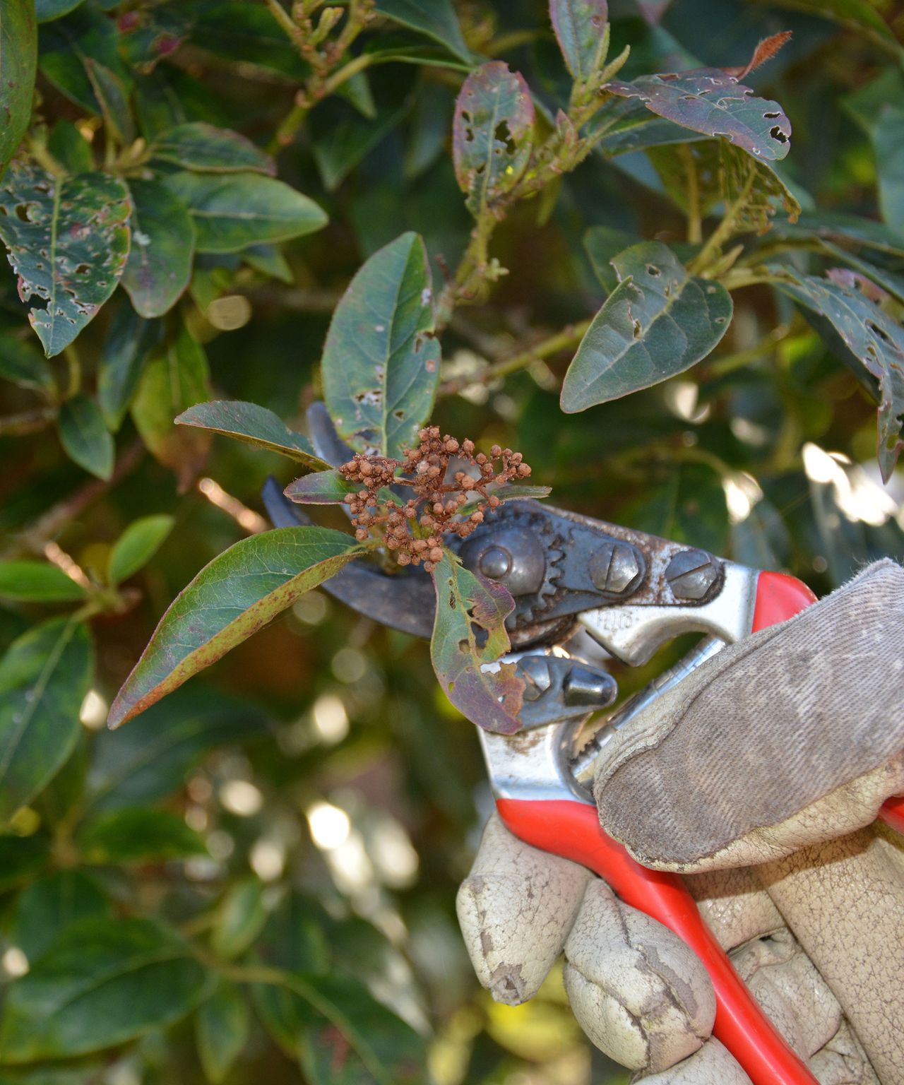 When and how to prune viburnum bushes | Homes and Gardens