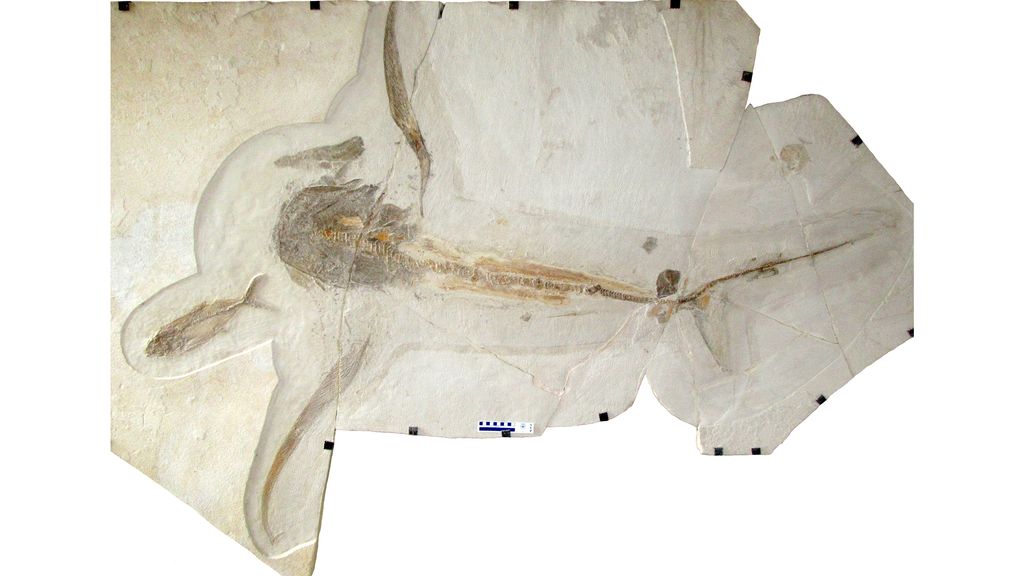 'Winged' eagle shark soared through oceans 93 million years ago | Live ...