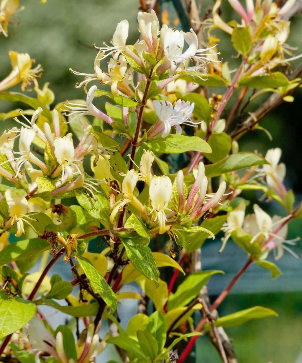 10 best honeysuckles to plant in your yard | Homes and Gardens