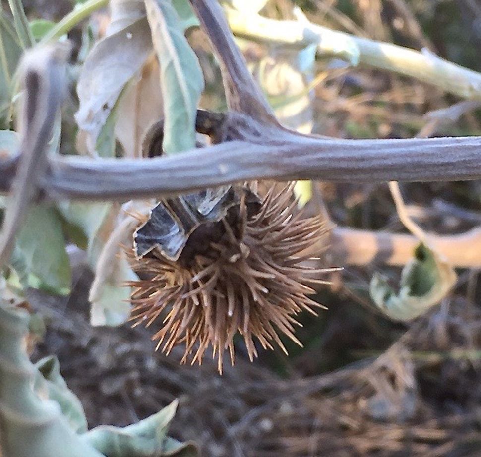 Sacred Datura: Photos of a Beautiful (But Poisonous) Plant | Live Science
