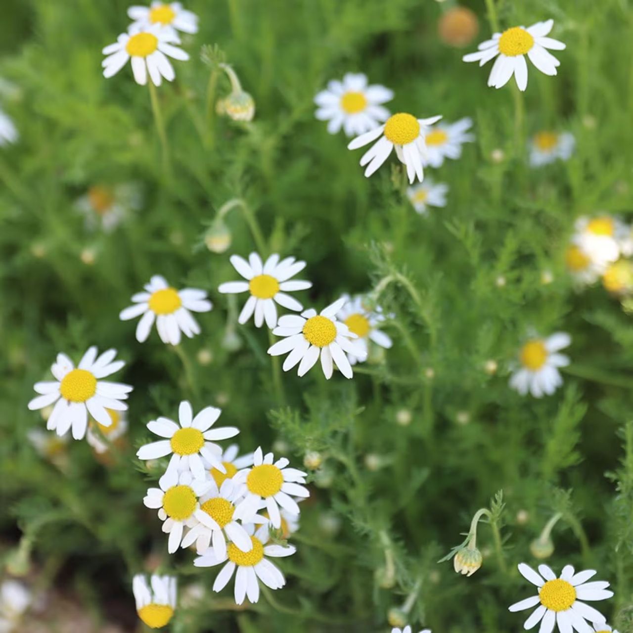 How to grow a chamomile lawn for a pretty grass alternative | Ideal Home