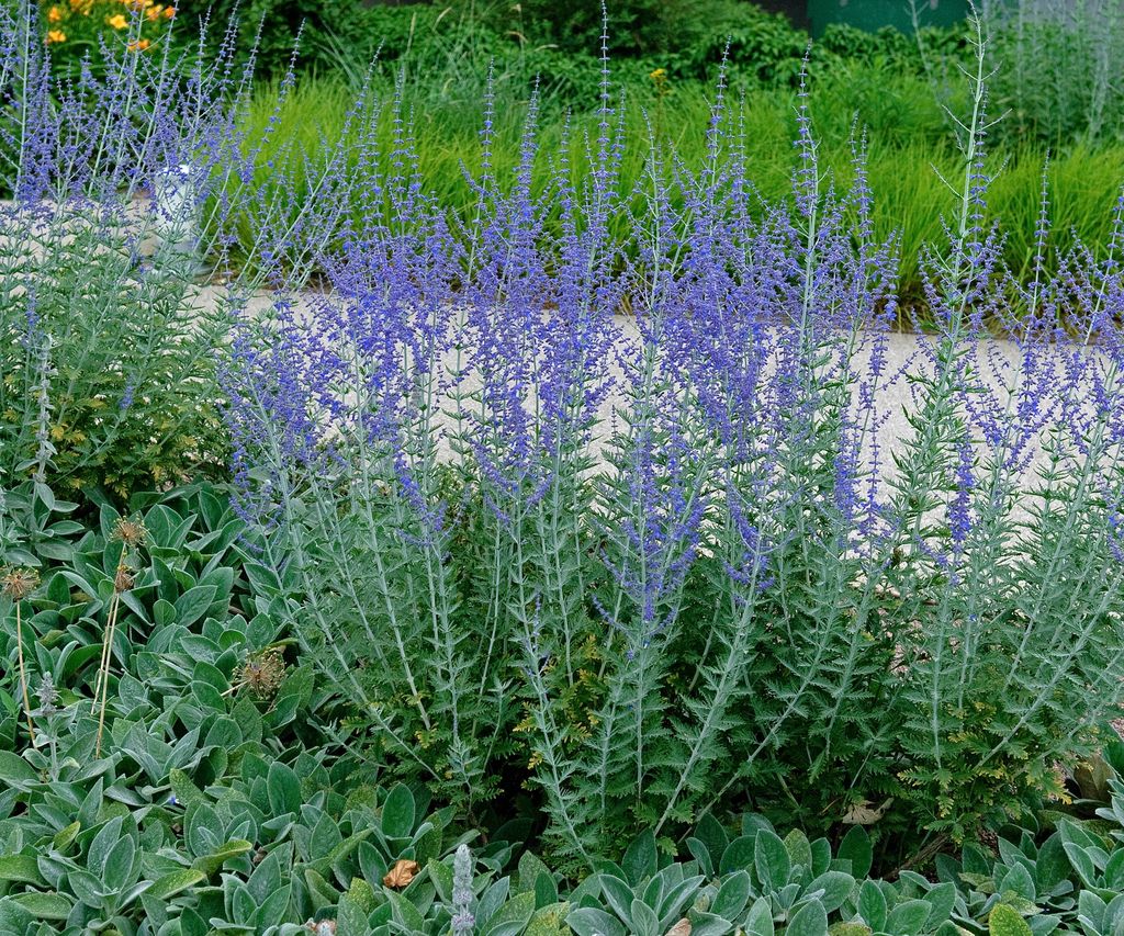 Best 6 plants with silver foliage: drought-tolerant planting | Homes ...