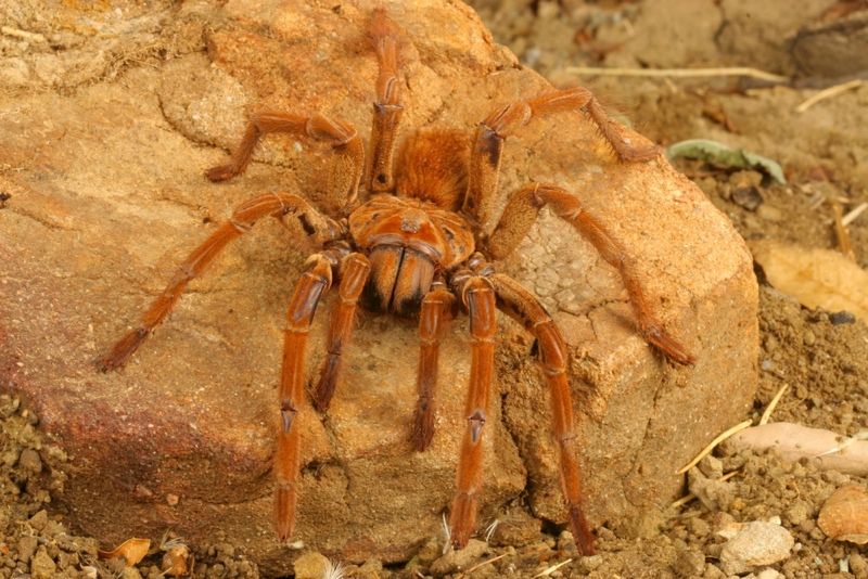 Goliath Birdeater: Images of a Colossal Spider | Live Science