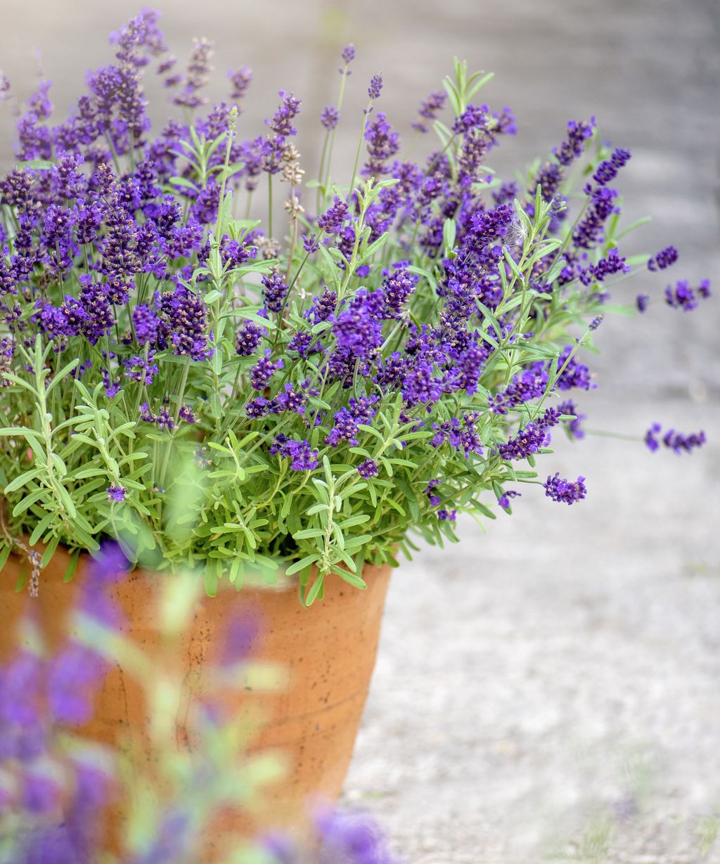 Best mosquito repellent plants: use these as a natural mosquito ...