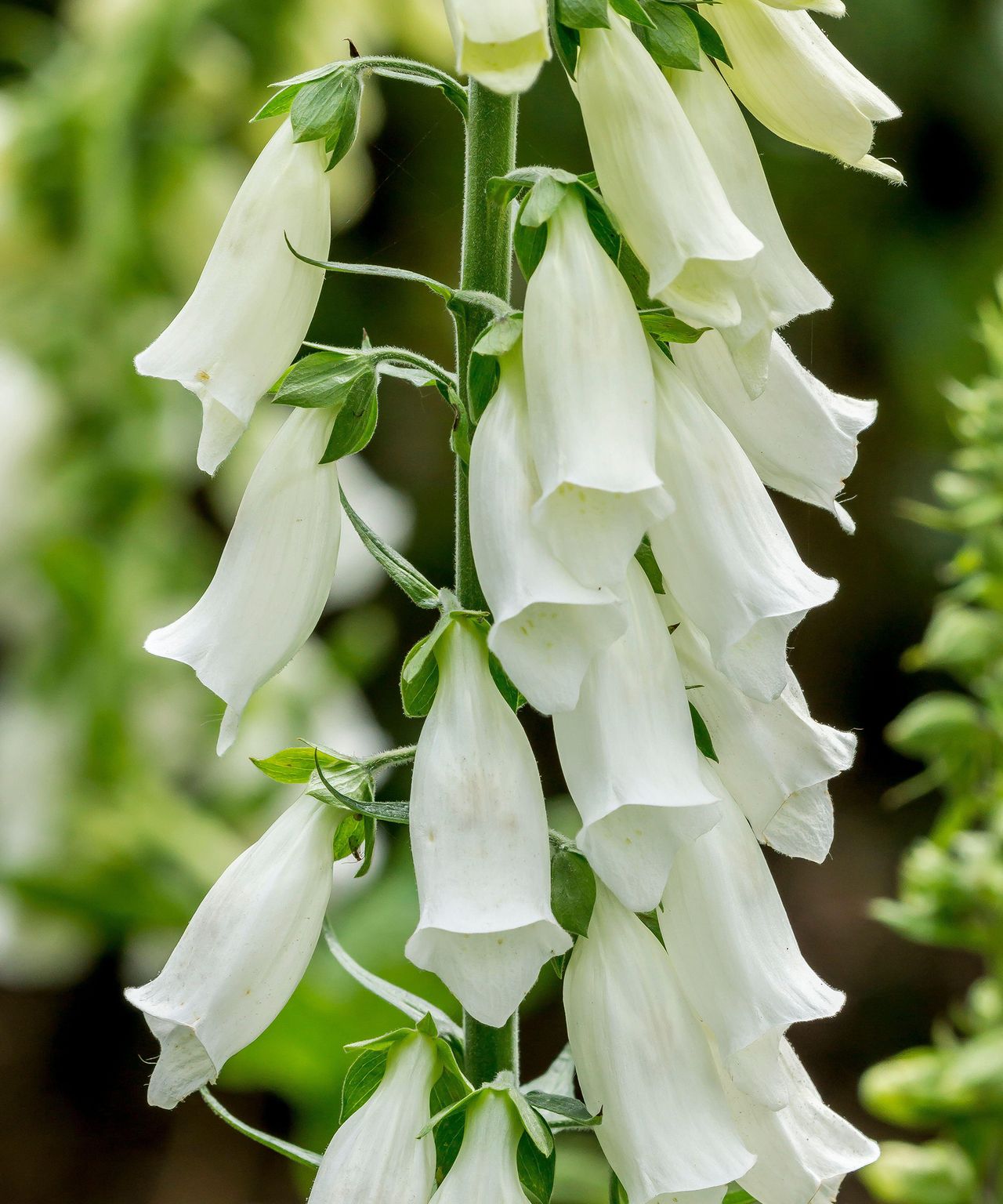 Foxglove varieties: 16 options for summer borders | Homes and Gardens