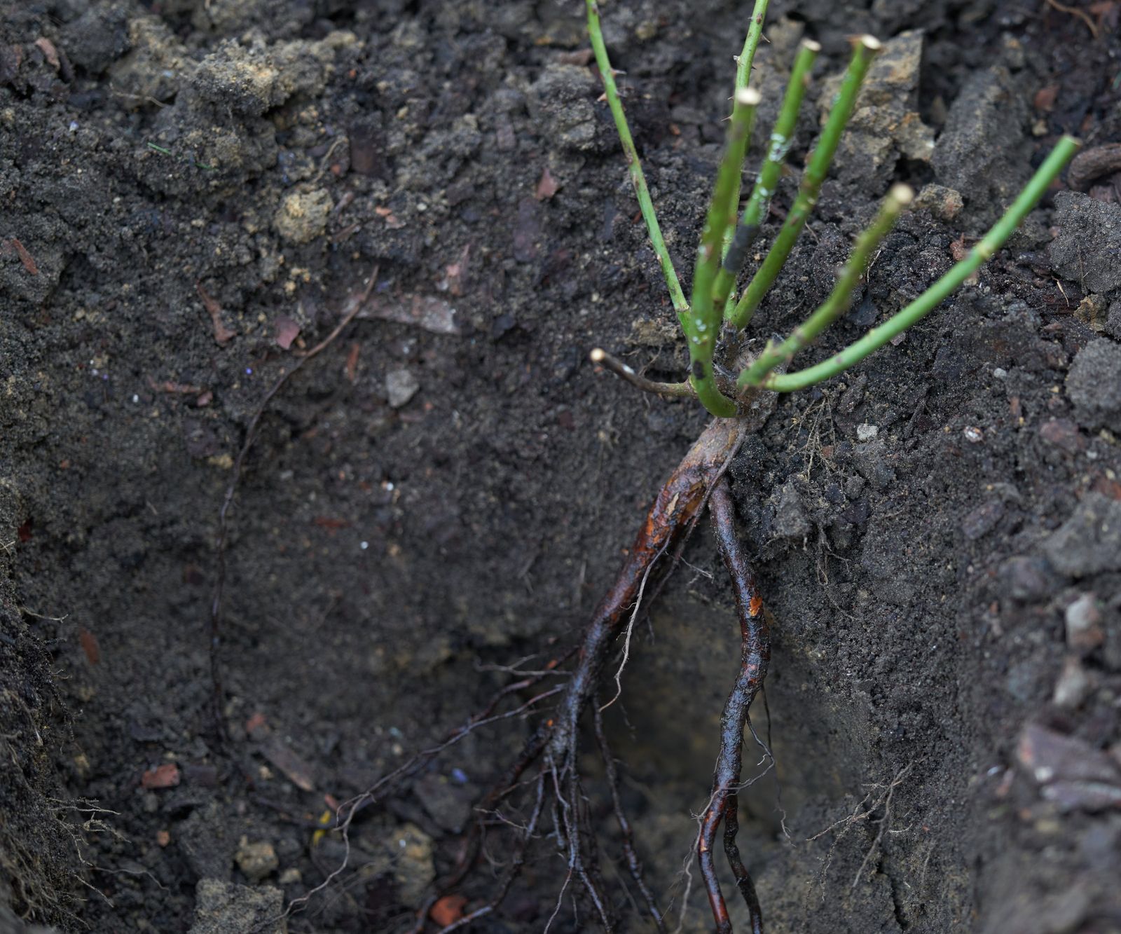 Bare-root perennials to plant in January | Homes and Gardens