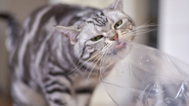 How do cats squeeze through small spaces? | Live Science