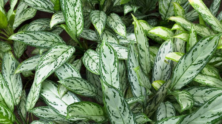 Chinese evergreen care: 5 expert tips to keep them healthy | Homes and ...