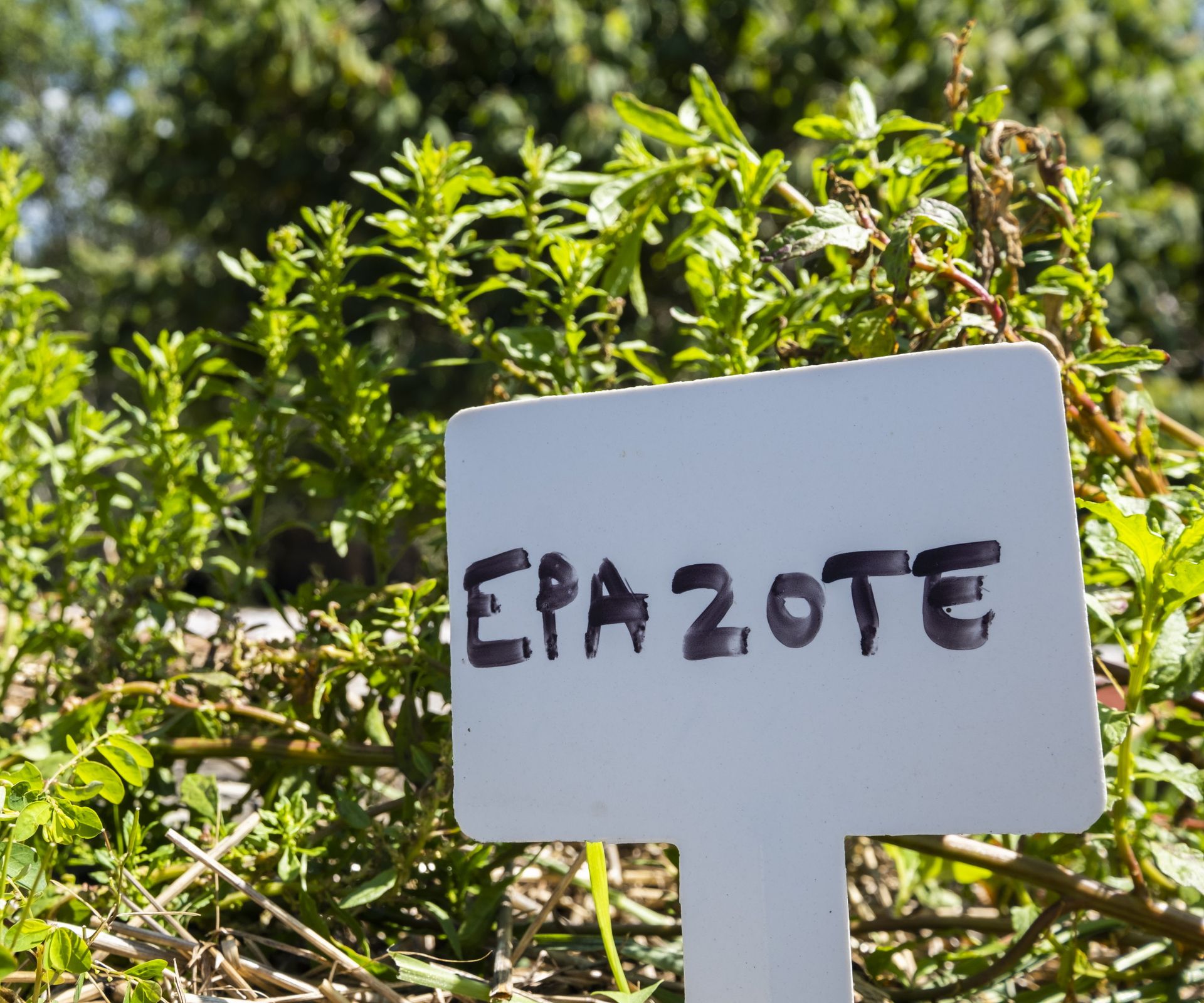 How to grow epazote: expert tips for great harvests | Homes and Gardens