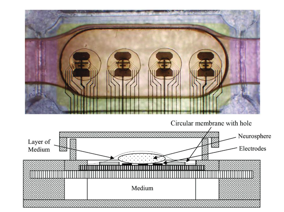 Human brain organoid bioprocessors now available to rent for $500 per ...