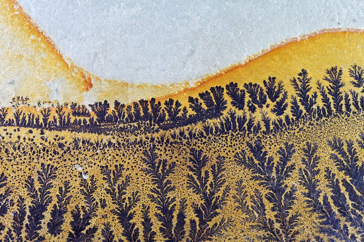 Take a closer look at the Close-up Photographer of the Year contenders ...