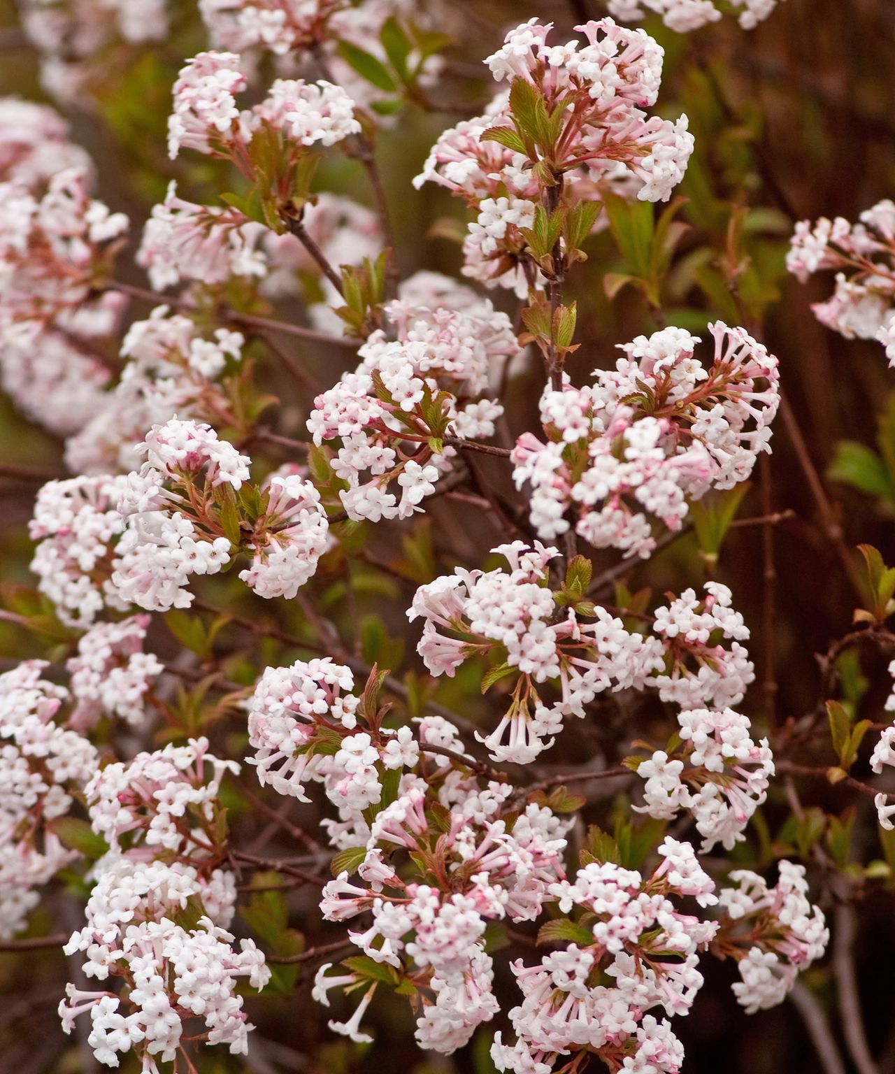 7 Fragrant Hedge Plants For Heavenly Floral Boundaries | Gardening Know How