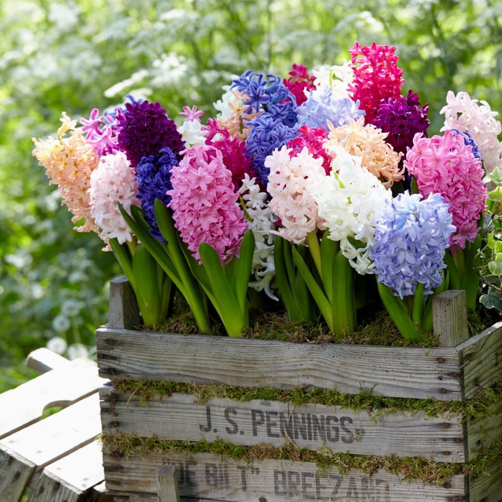 When to plant hyacinth bulbs – don't miss the window | Ideal Home