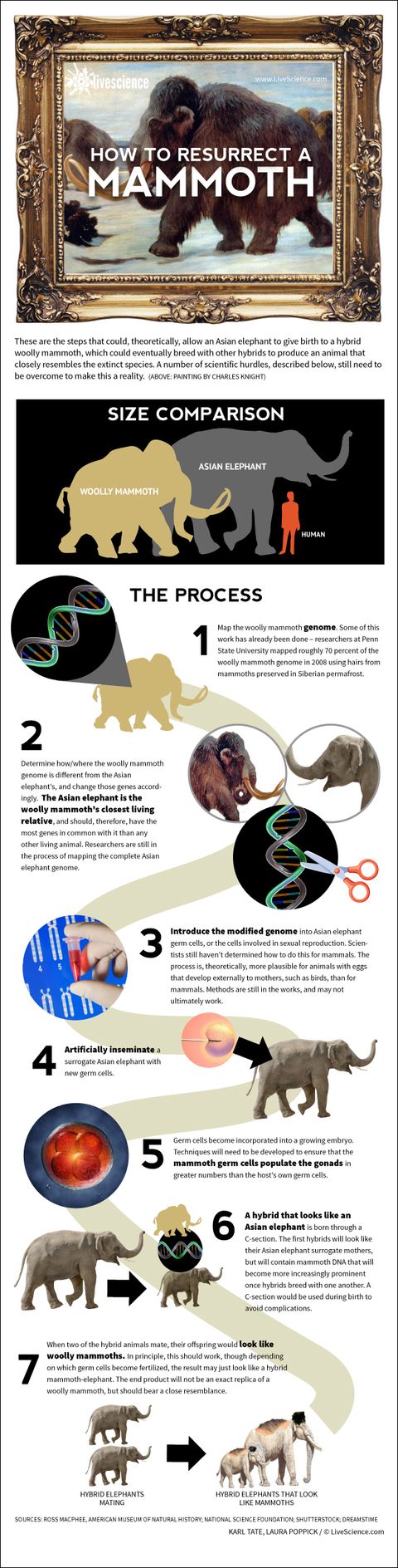 How to Bring Back the Woolly Mammoth (Infographic) | Live Science