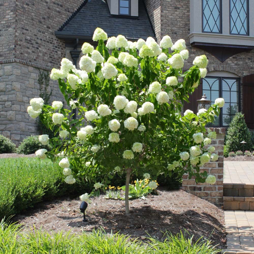 Expert tips for when to prune limelight hydrangeas | Homes and Gardens