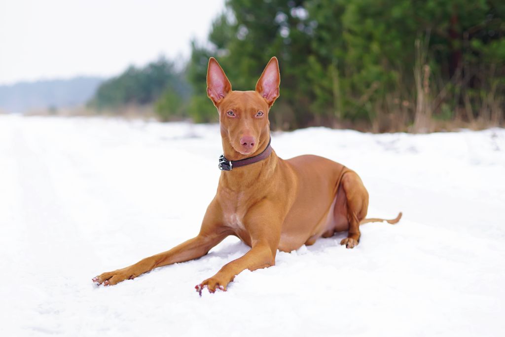 Sighthounds: What they are and the different types | PetsRadar