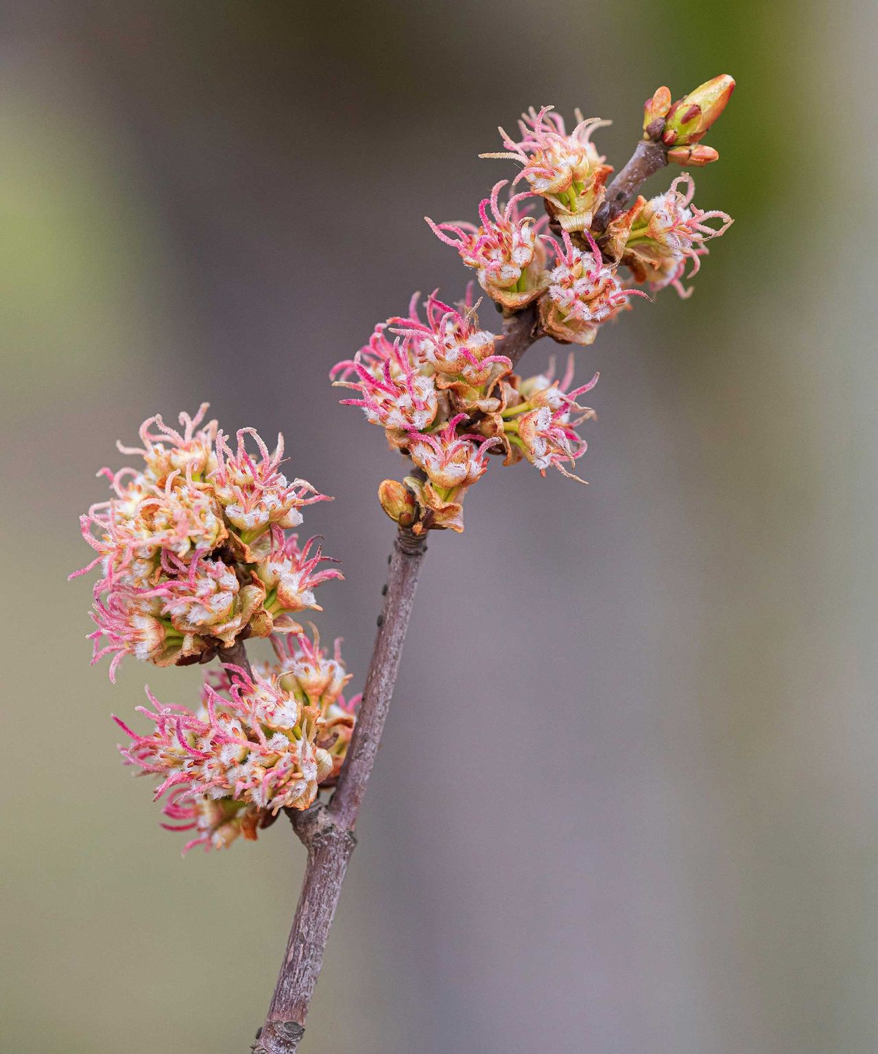 Silver maple care and growing guide: expert advice | Gardeningetc