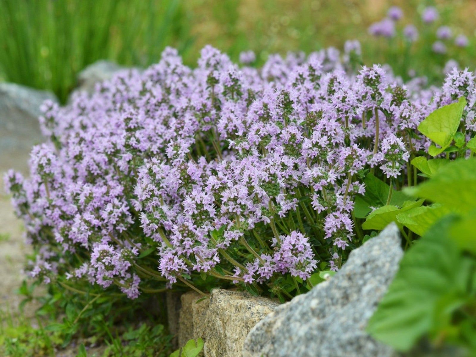 Fragrant Groundcover That Looks As Good As It Smells | Gardening Know How