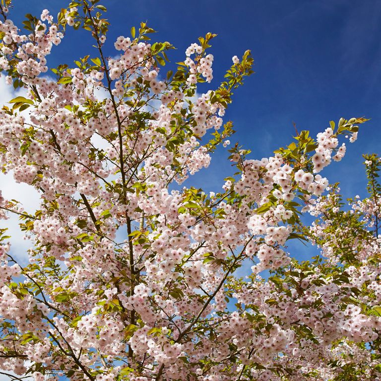 What trees to plant in February — 5 of the best options | Ideal Home