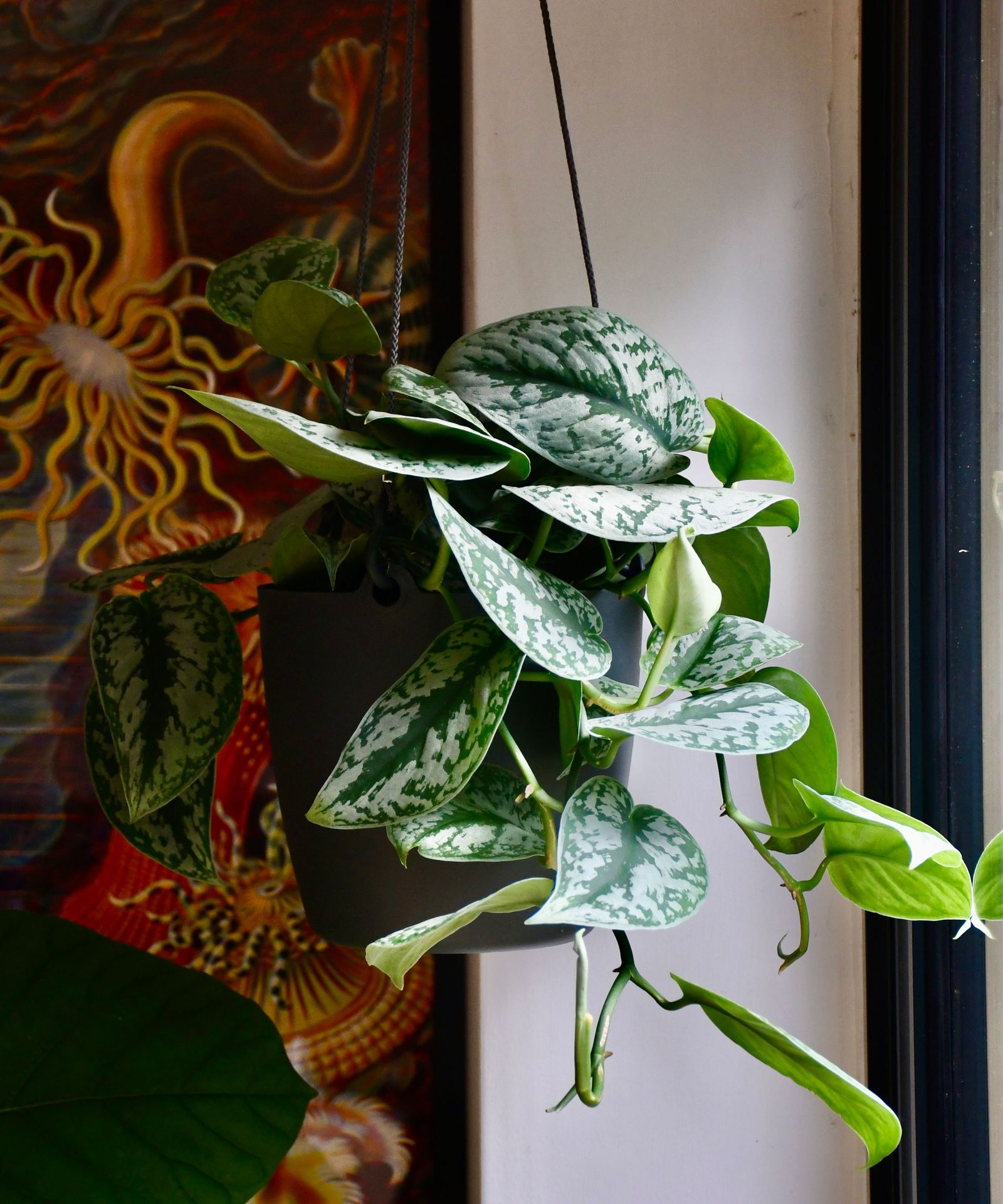Best winter houseplants: 21 plants to grow indoors in winter | Homes ...