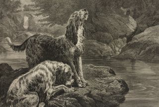 The otterhound — the story behind Britain's rarest breed of dog ...
