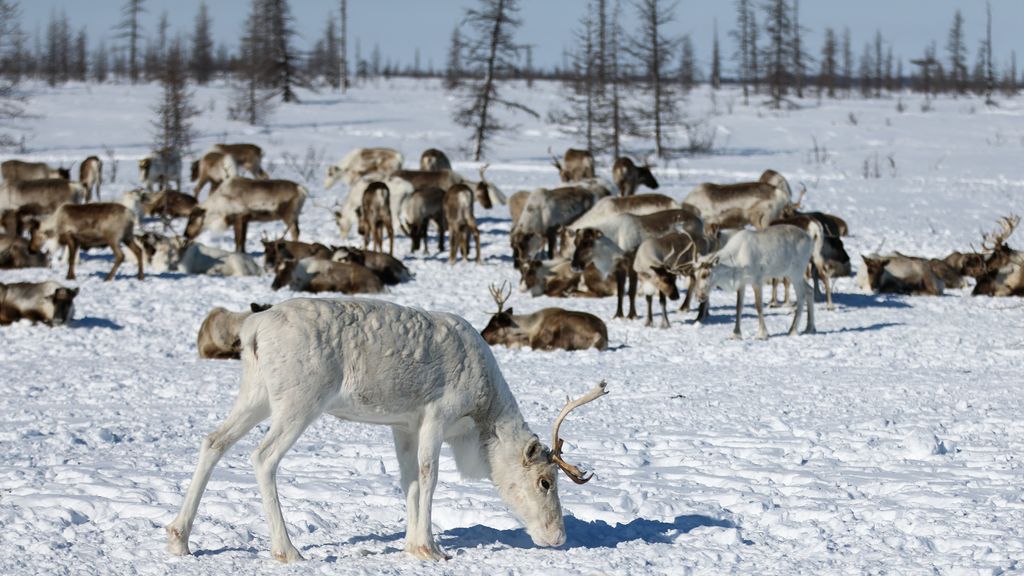 Reindeer and Caribou: Facts about majestic deer | Live Science