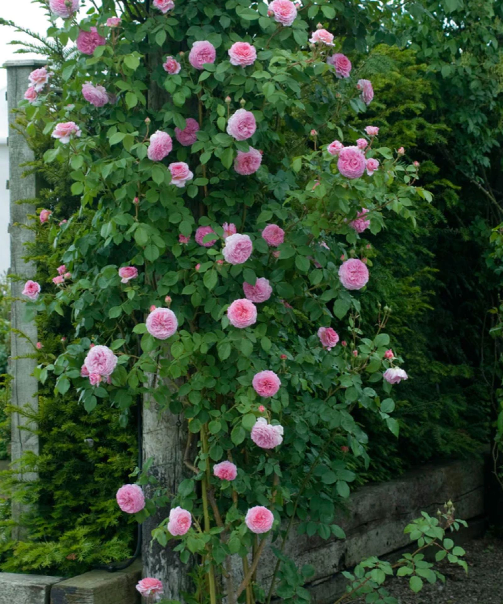 Best climbing plants for shade: 10 | Homes and Gardens