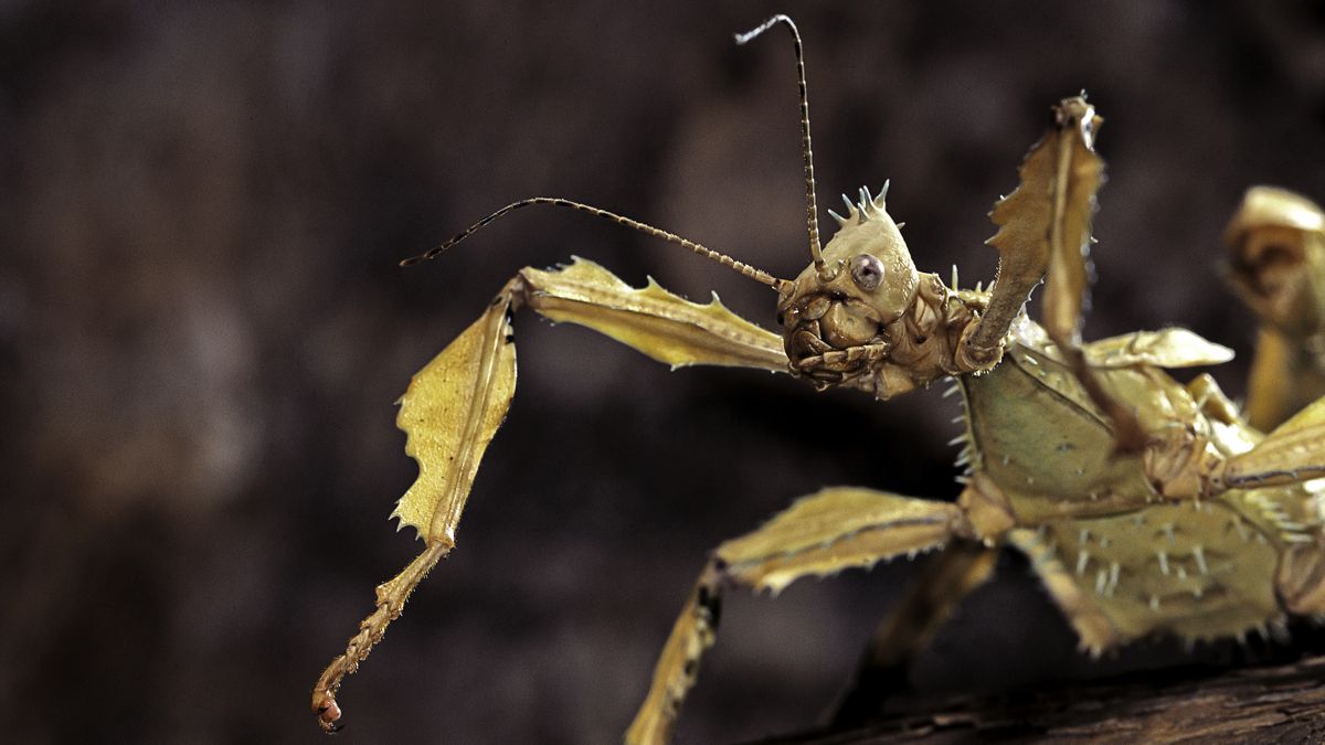 These insects keep evolving to look like sticks. Why? | Live Science