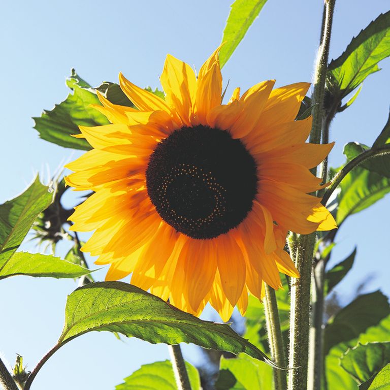 How long do sunflowers take to grow? | Ideal Home