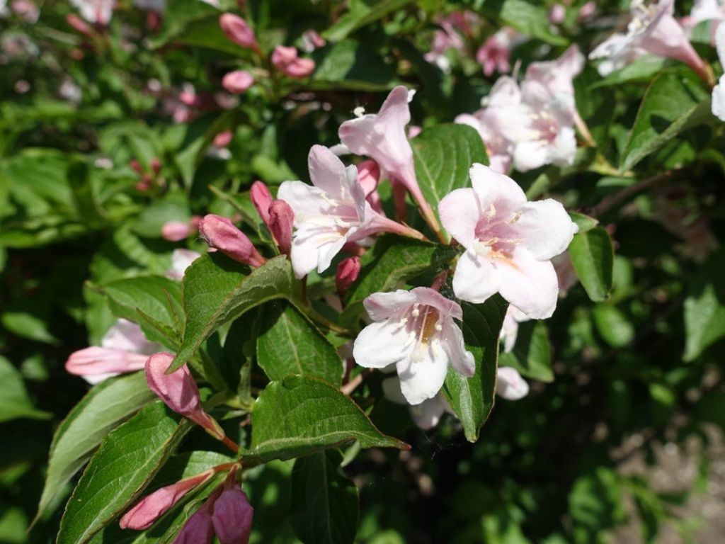 Weigela Plant Care: Troubleshooting Common Problems With Weigela ...