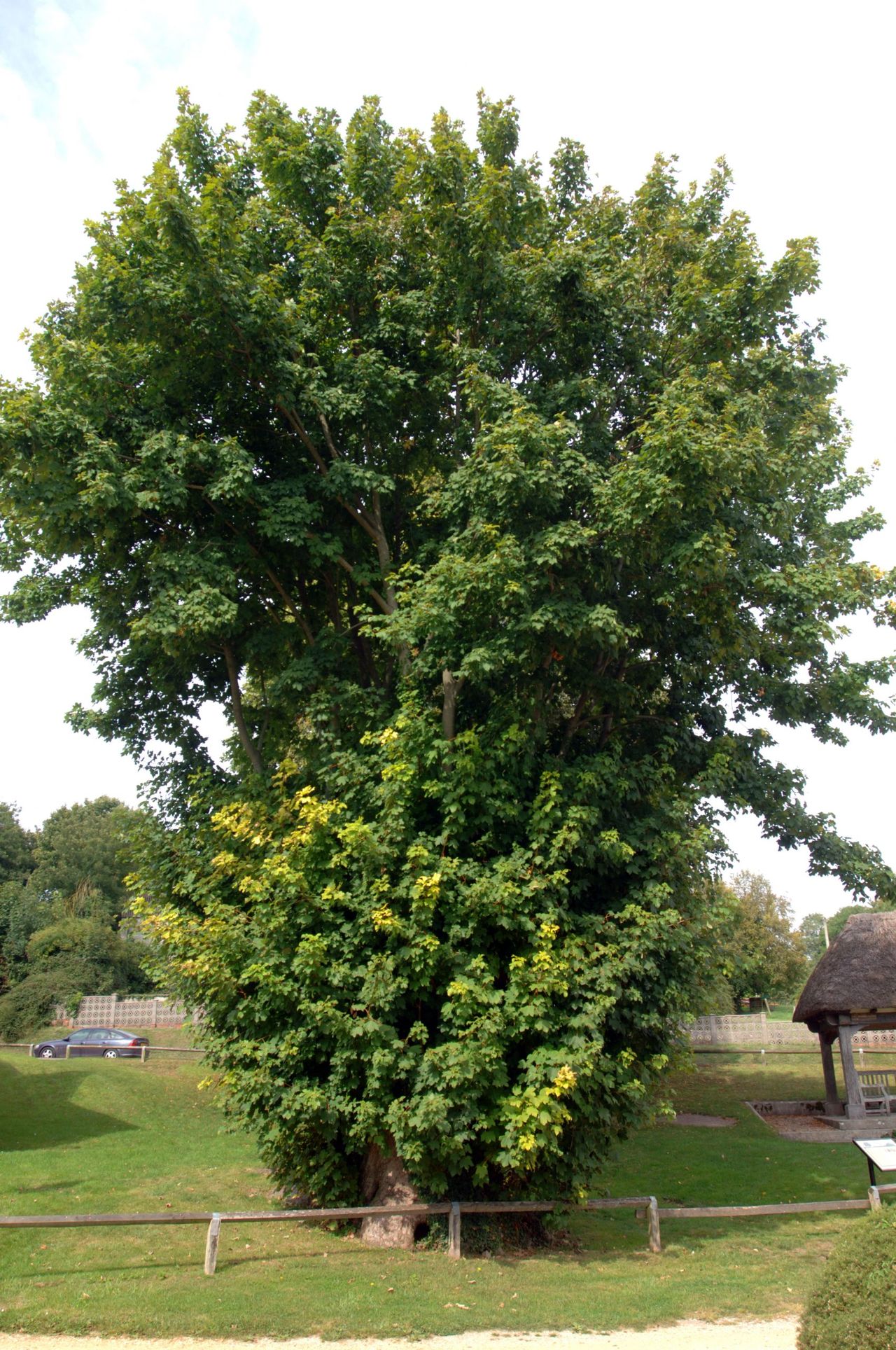 The 10 most famous trees in Britain, and the (often grisly) stories ...