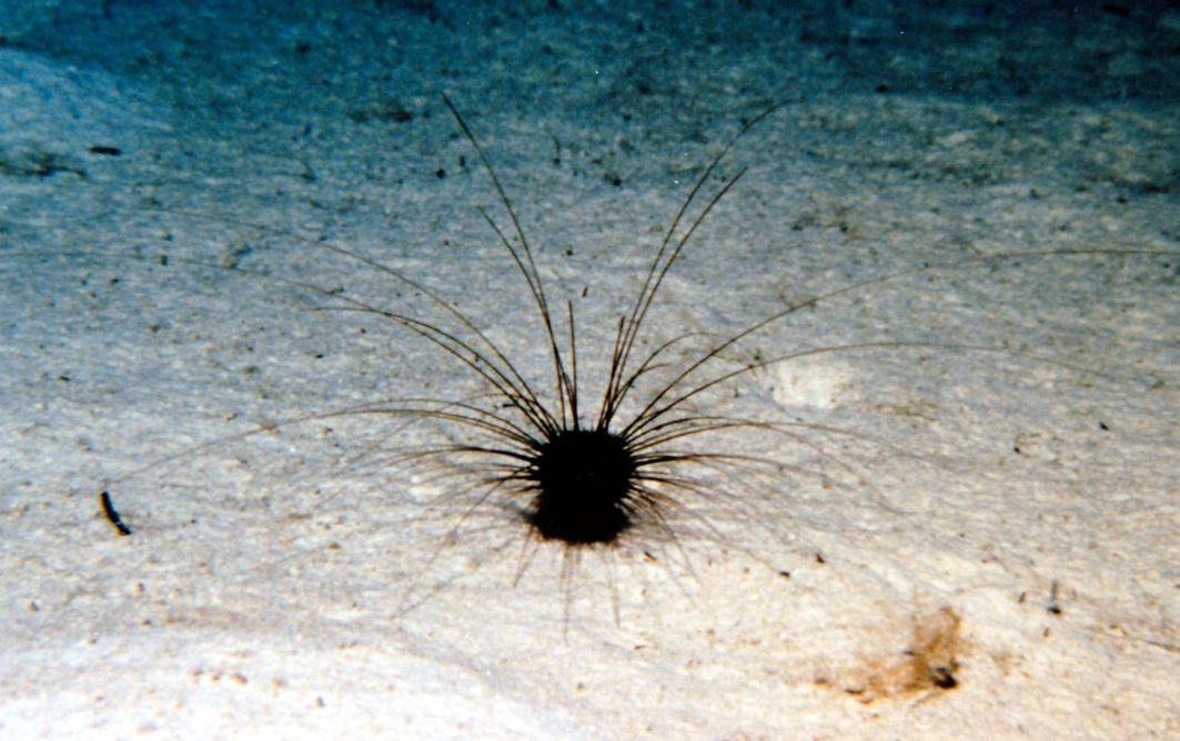 In Photos: The Wonders of the Deep Sea | Live Science