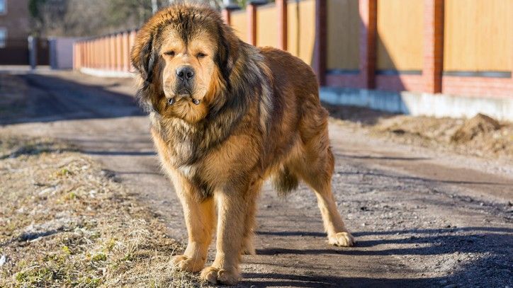 Tibetan Mastiffs - The 200lbs 'Bear Dogs' | PetsRadar