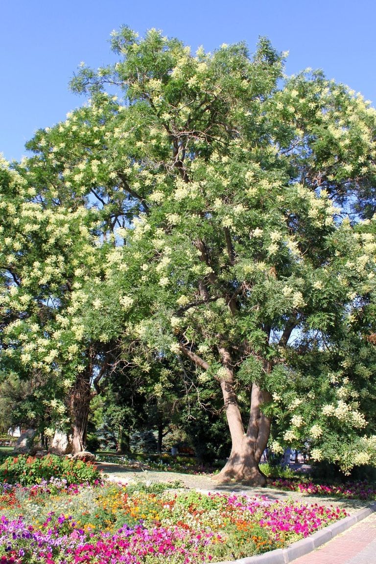 Common Acacia Varieties - Learn About Different Acacia Trees And Shrubs ...