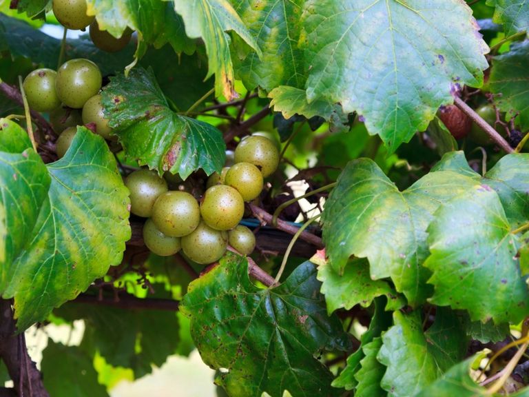 Pruning Muscadine Grapes: Learning To Trim A Muscadine Grapevine ...
