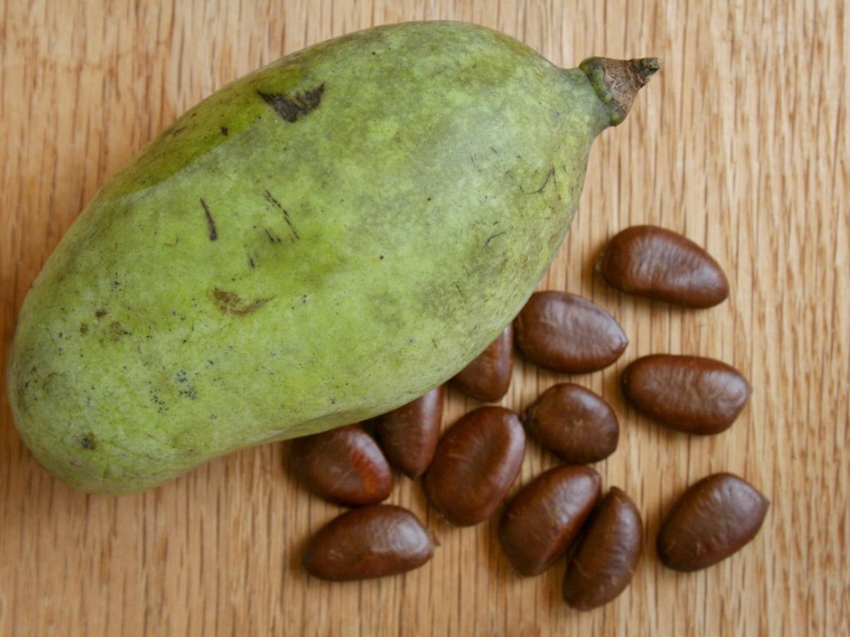 Pawpaw Tree Care - Growing Conditions For Pawpaw Trees | Gardening Know How