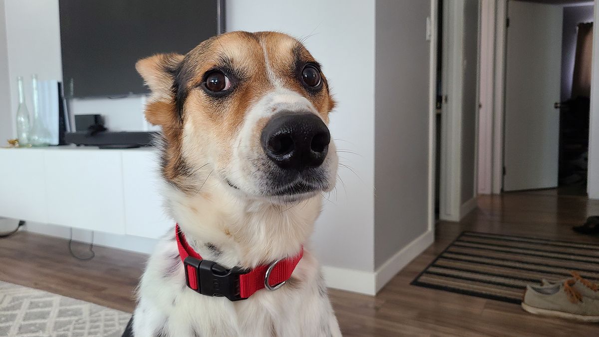 The pets of PC Gamer | PC Gamer