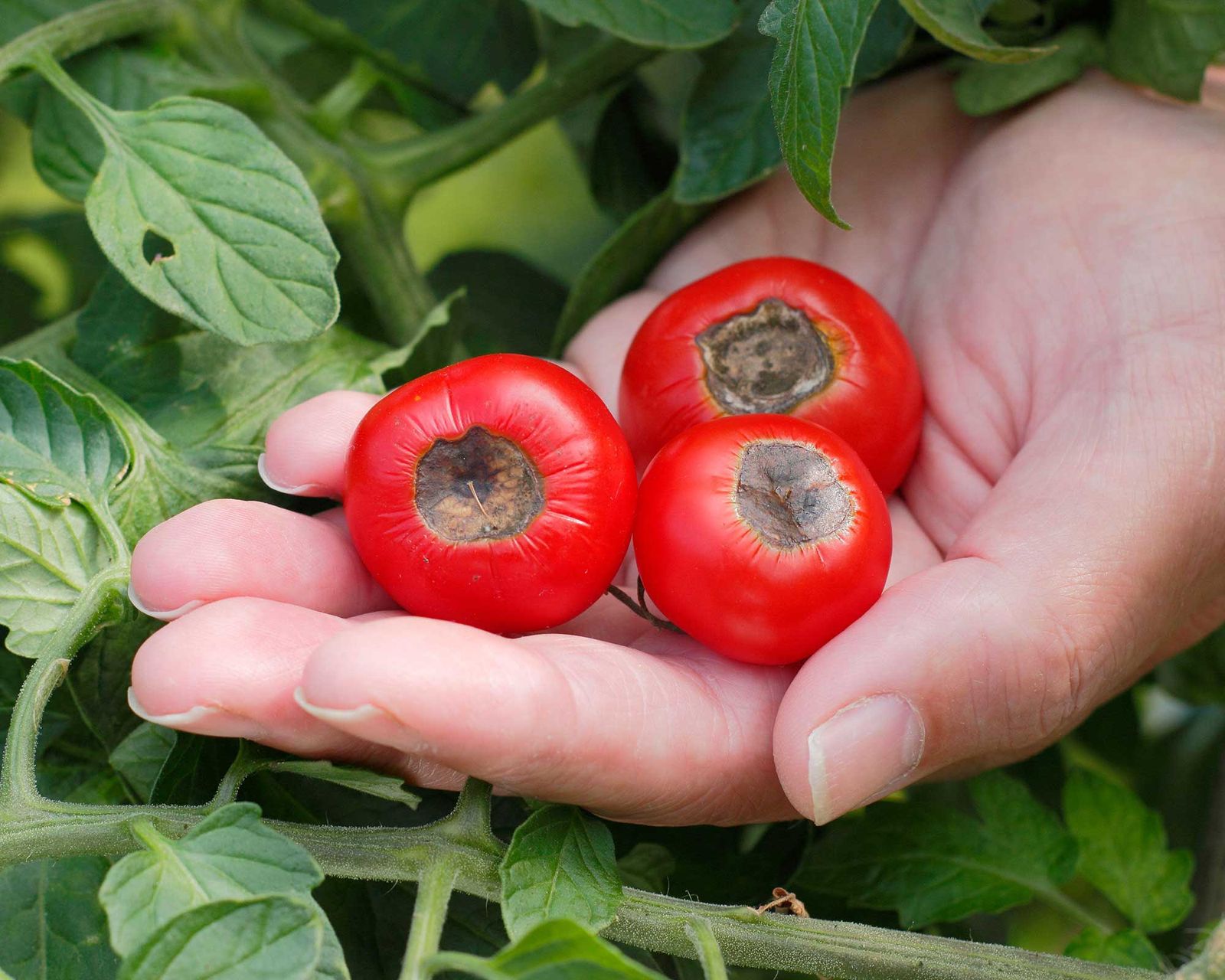 Tomato blossom end rot: how to prevent this problem | Gardeningetc