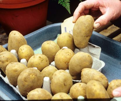 Chitting potatoes: how and why to complete this simple task | Homes and ...