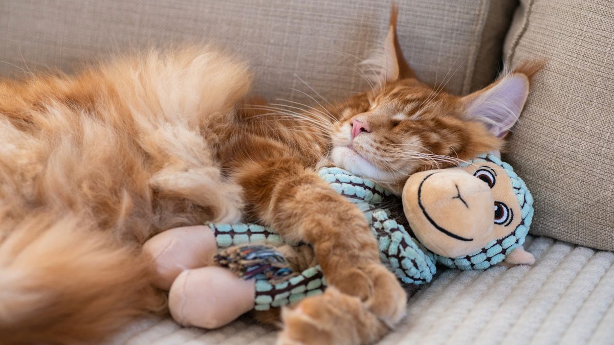 32 sleepiest cat breeds | PetsRadar
