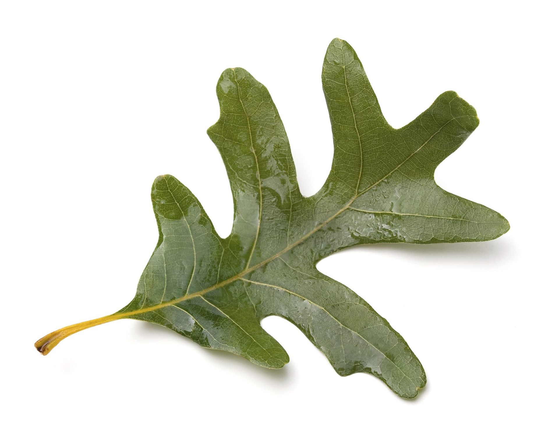 Types Of Oak Trees - Learn About Different Oak Tree Varieties ...