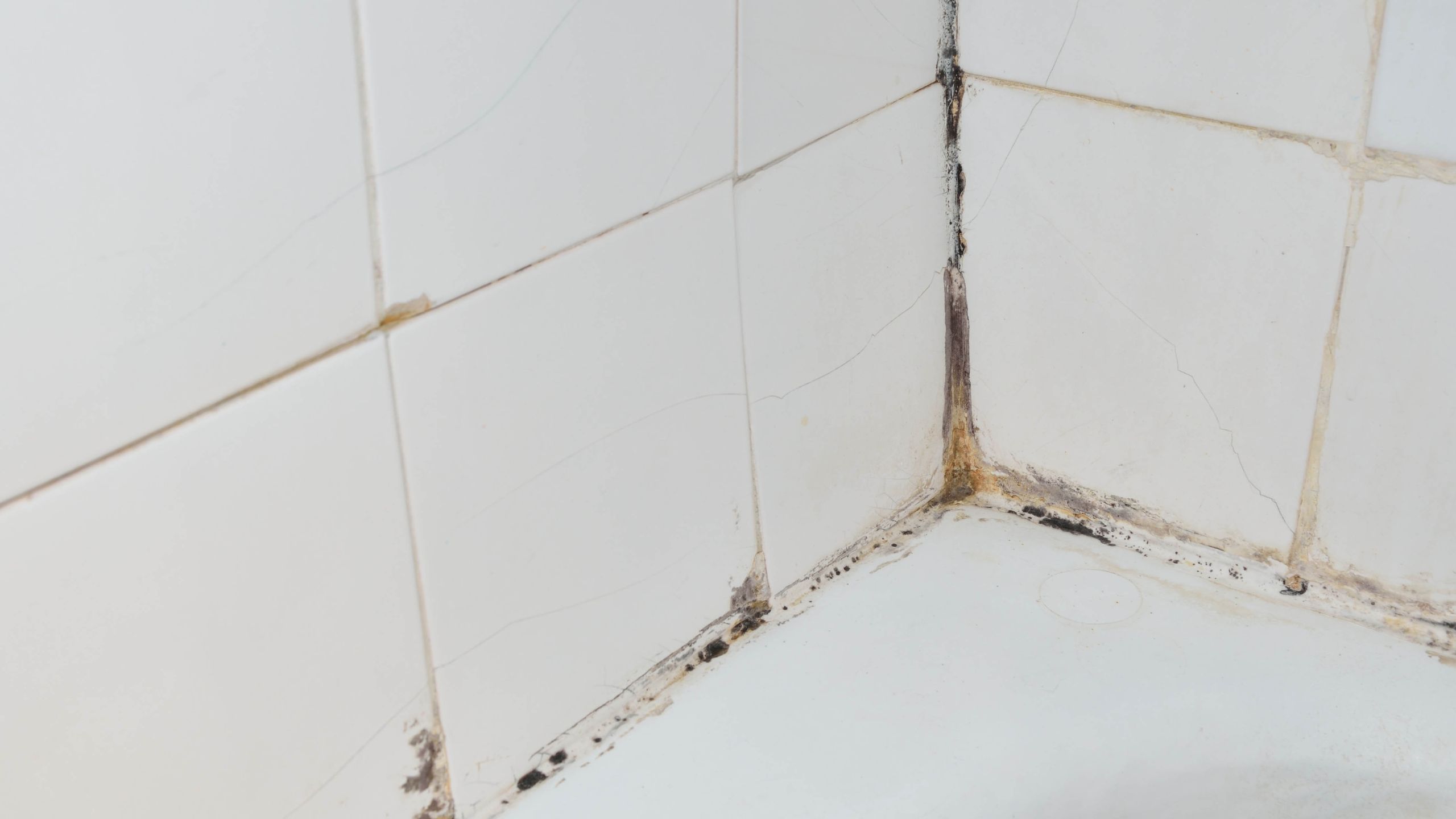 Why does mold keep coming back? It turns out it’s not just about how ...