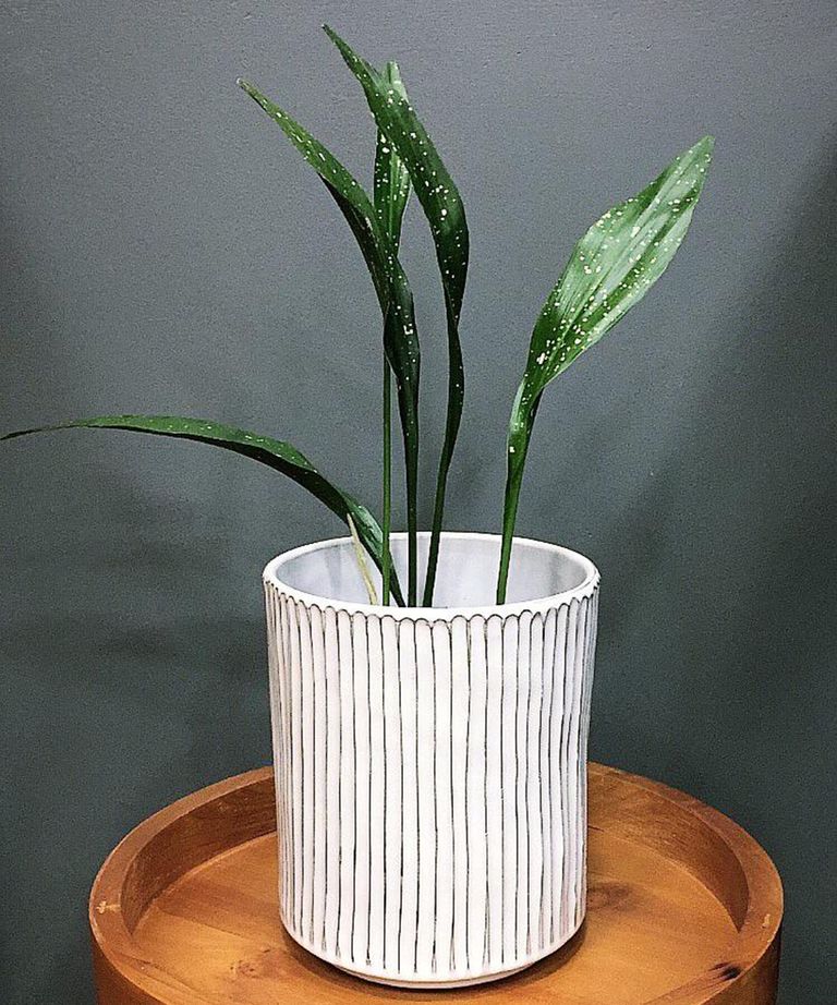 Aspidistra care and growing guide: our top expert tips | Gardeningetc