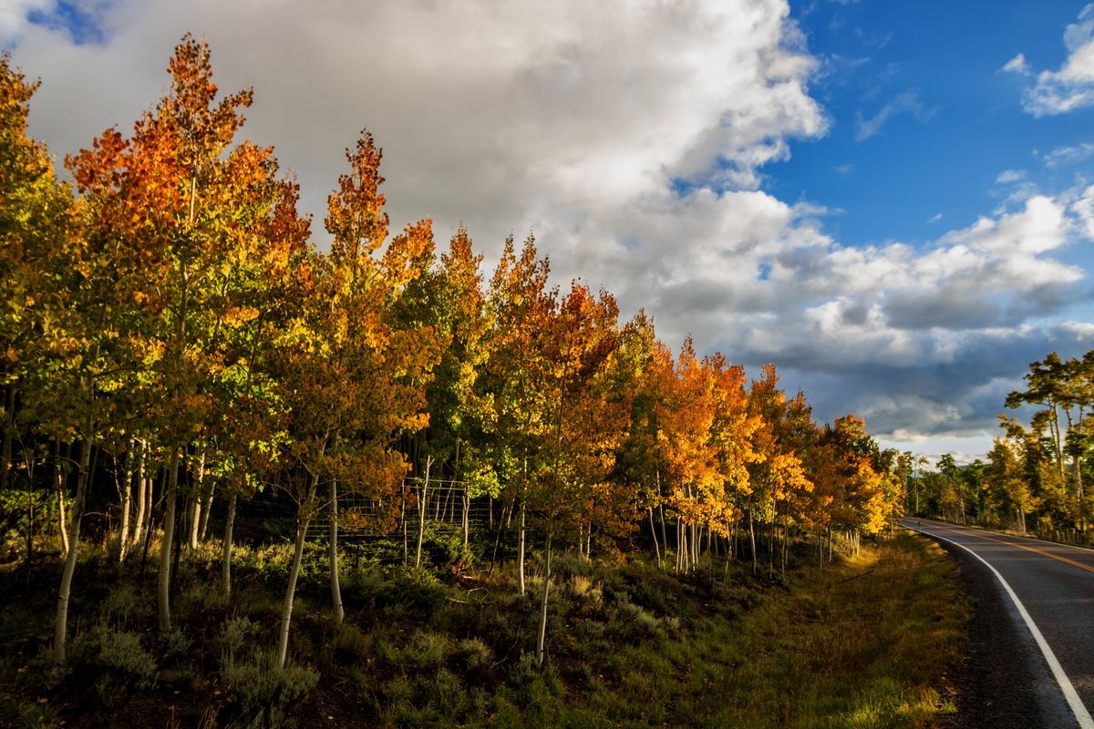 Photographing the 'world’s largest tree’ | Digital Camera World