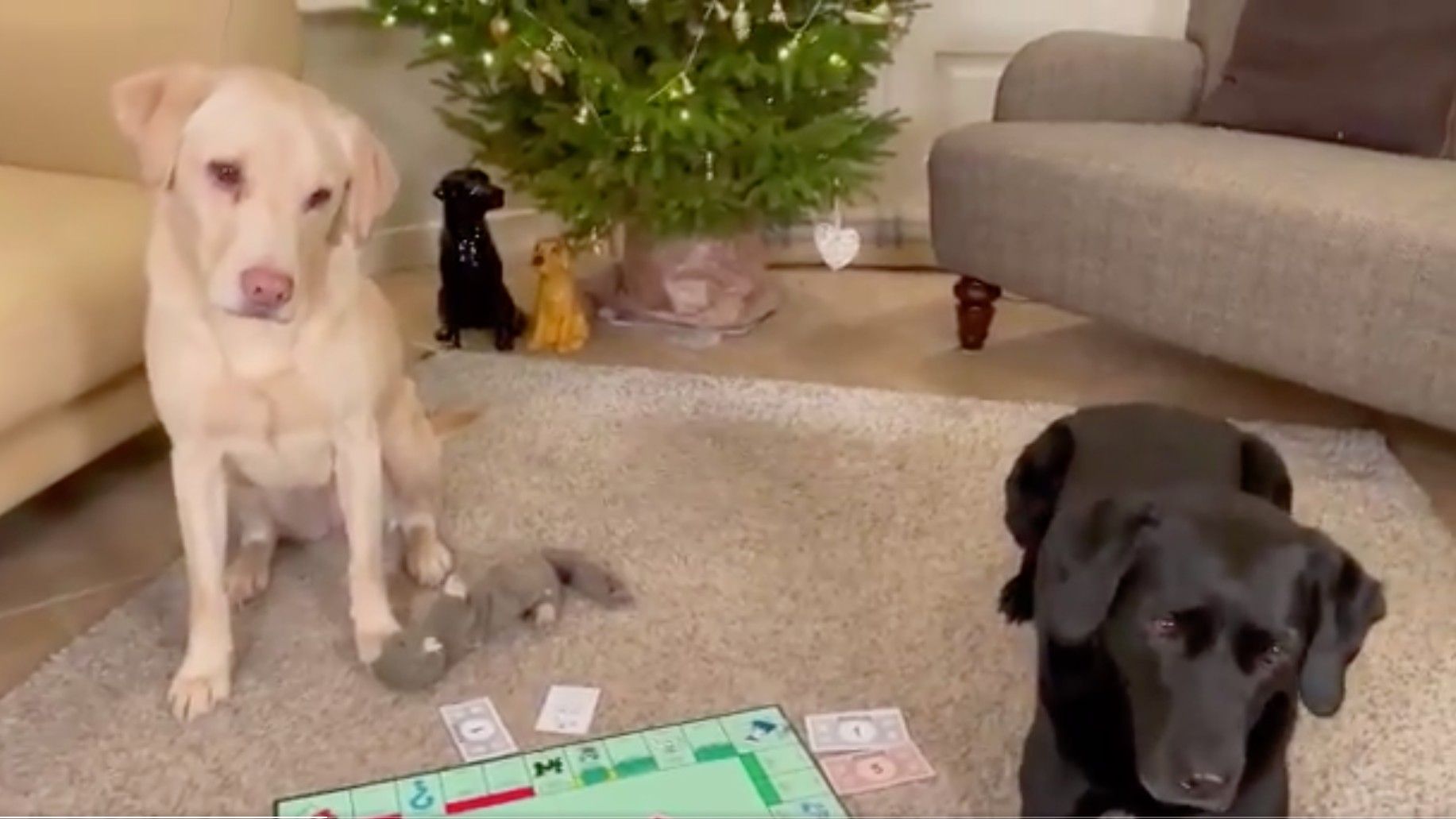 Olive and Mabel return in heartwarming New Years message | PetsRadar