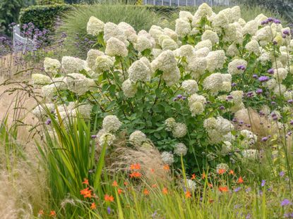 Hydrangea Shade Plants — 6 Varieties That Thrive in Less Light | Livingetc